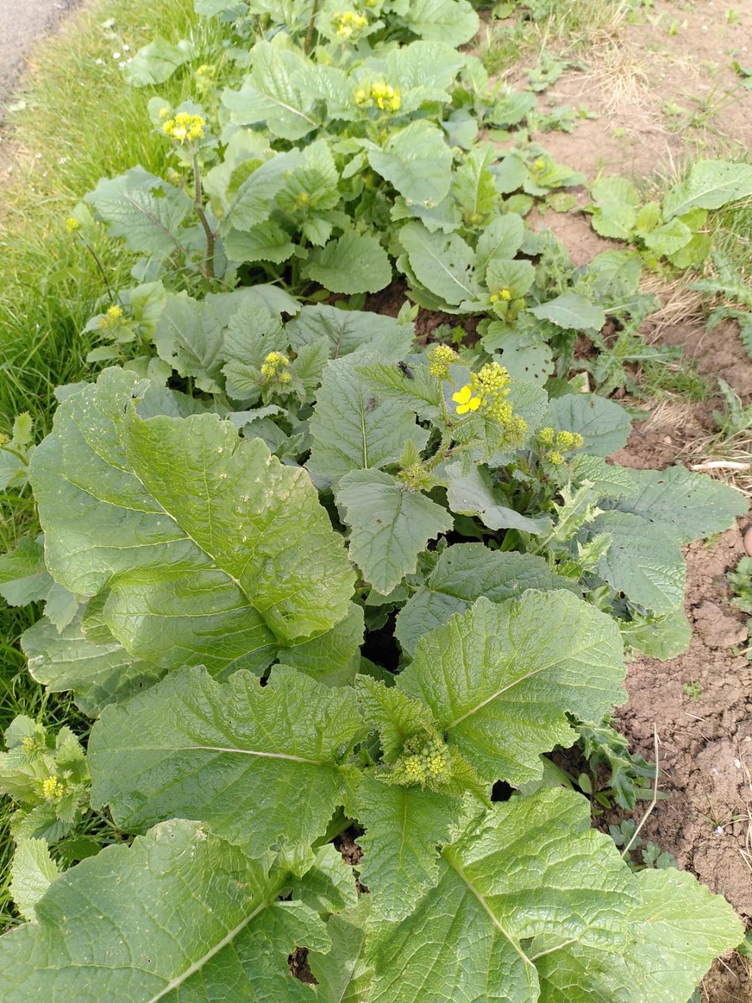 Charlock - Cowbar Nature