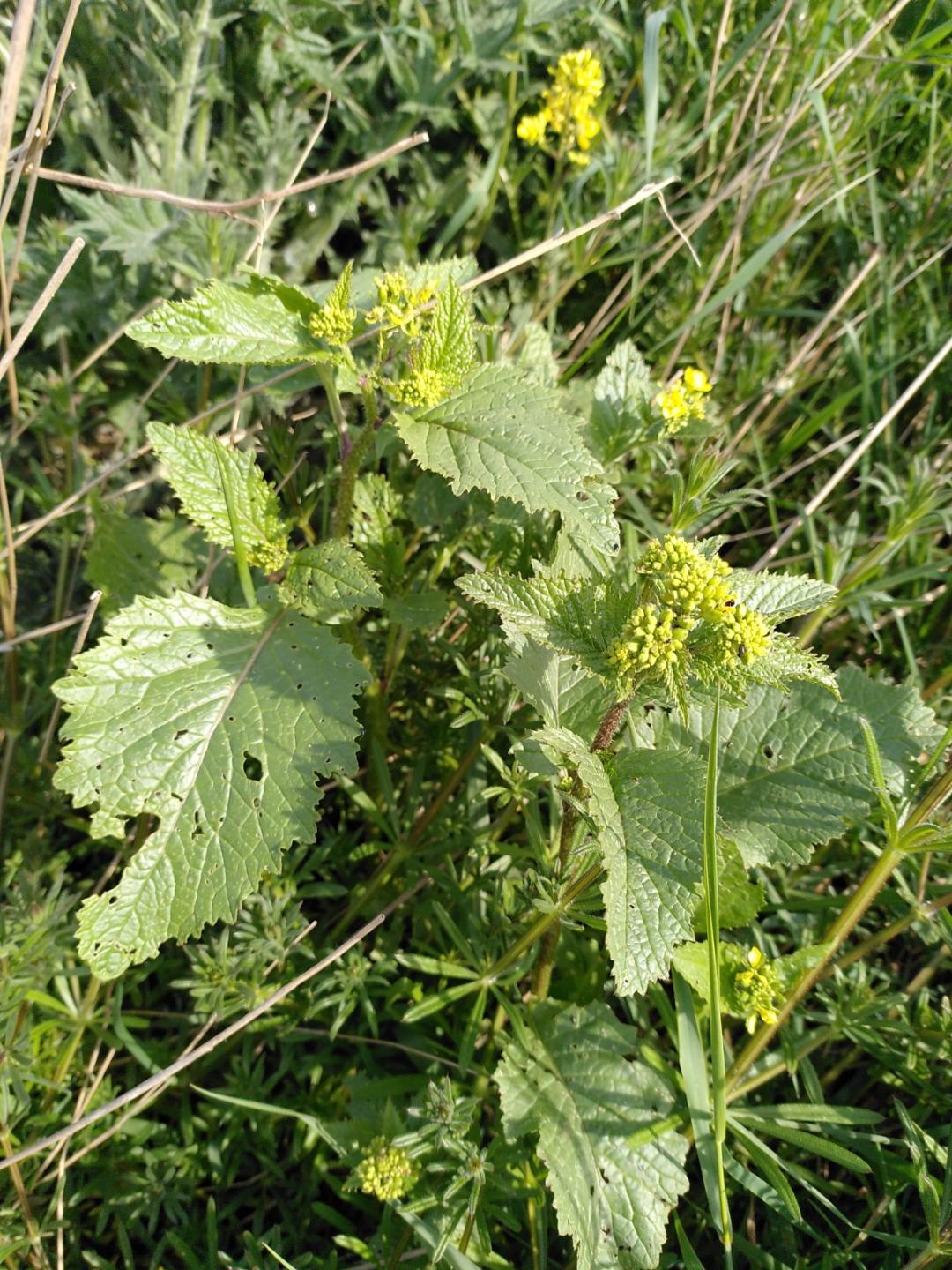 Charlock - Cowbar Nature