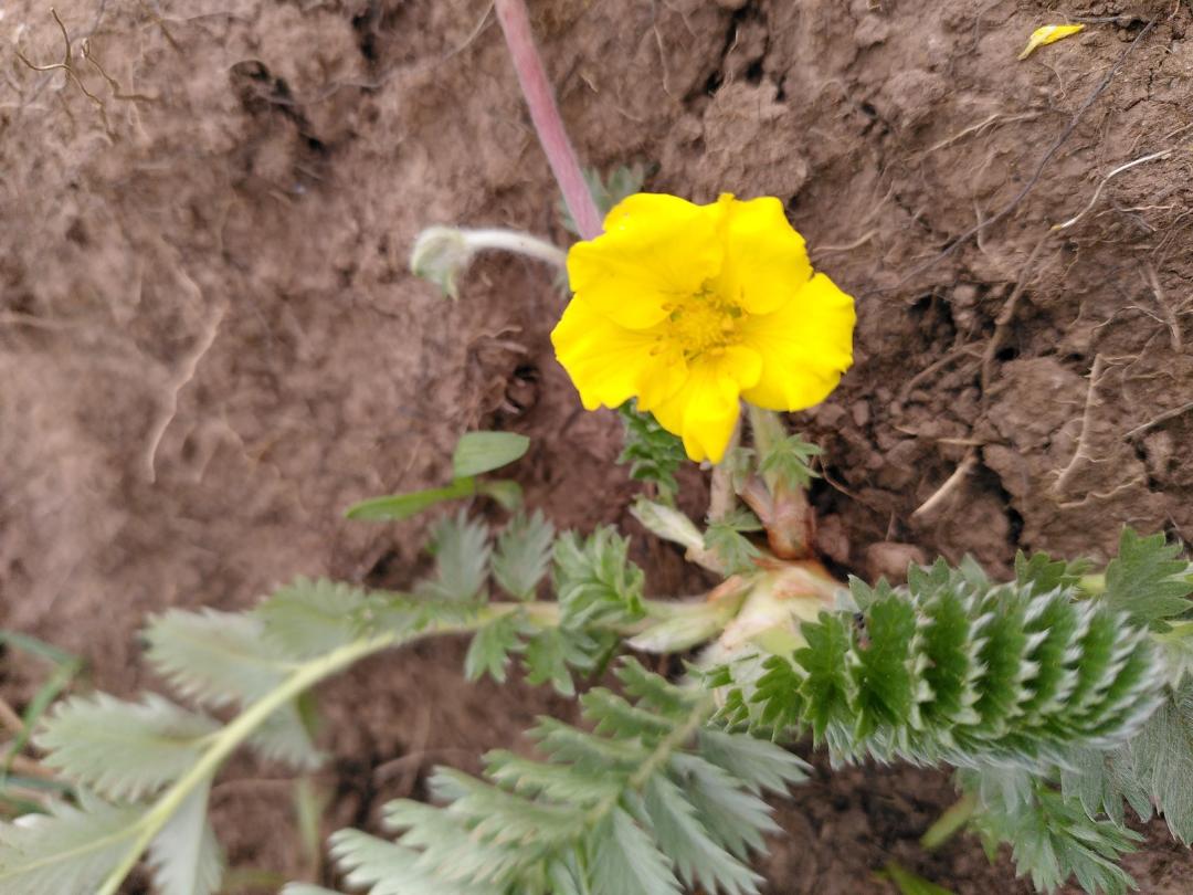 Silverweed - Cowbar Nature
