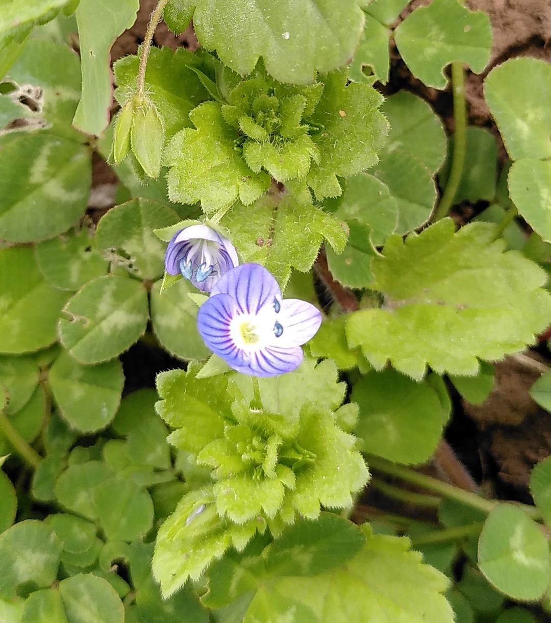 Common Field Speedwell - Cowbar Nature