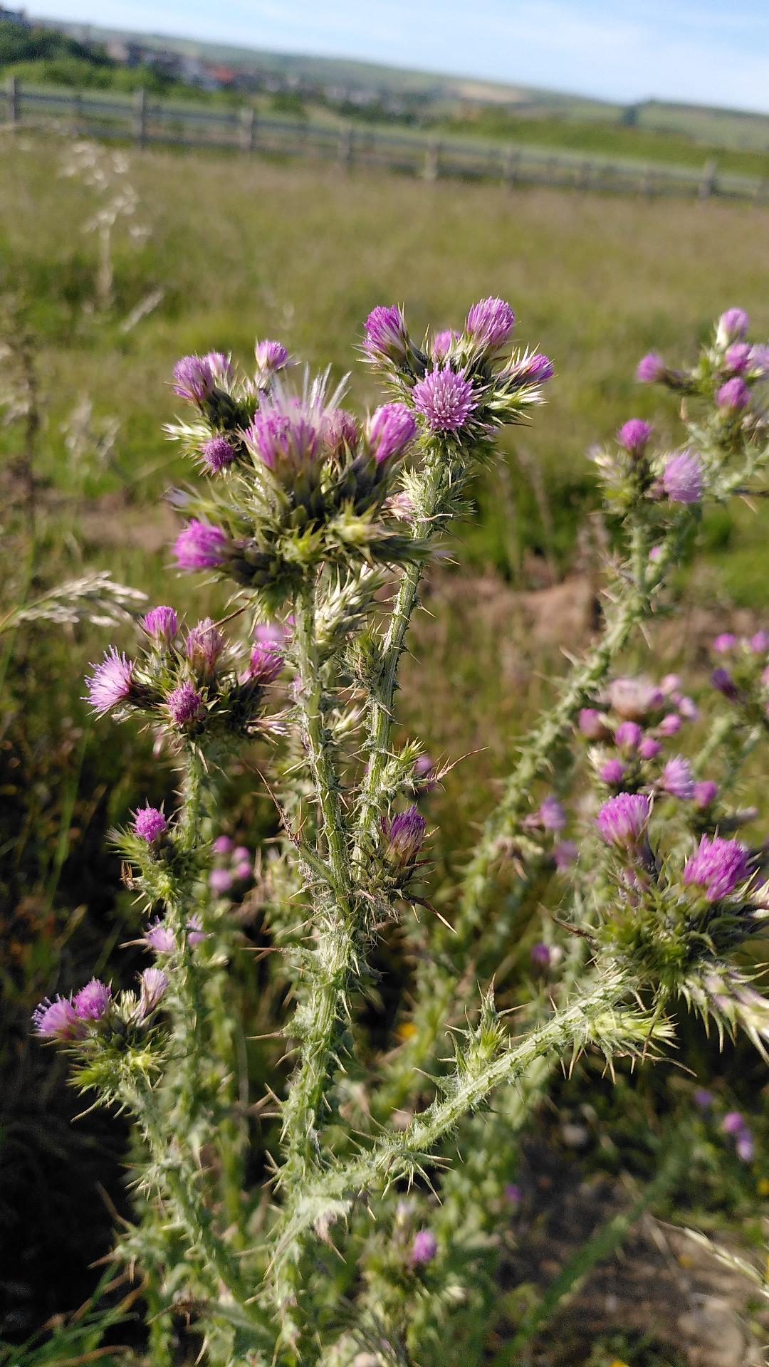 Slender Thistle - Cowbar Nature