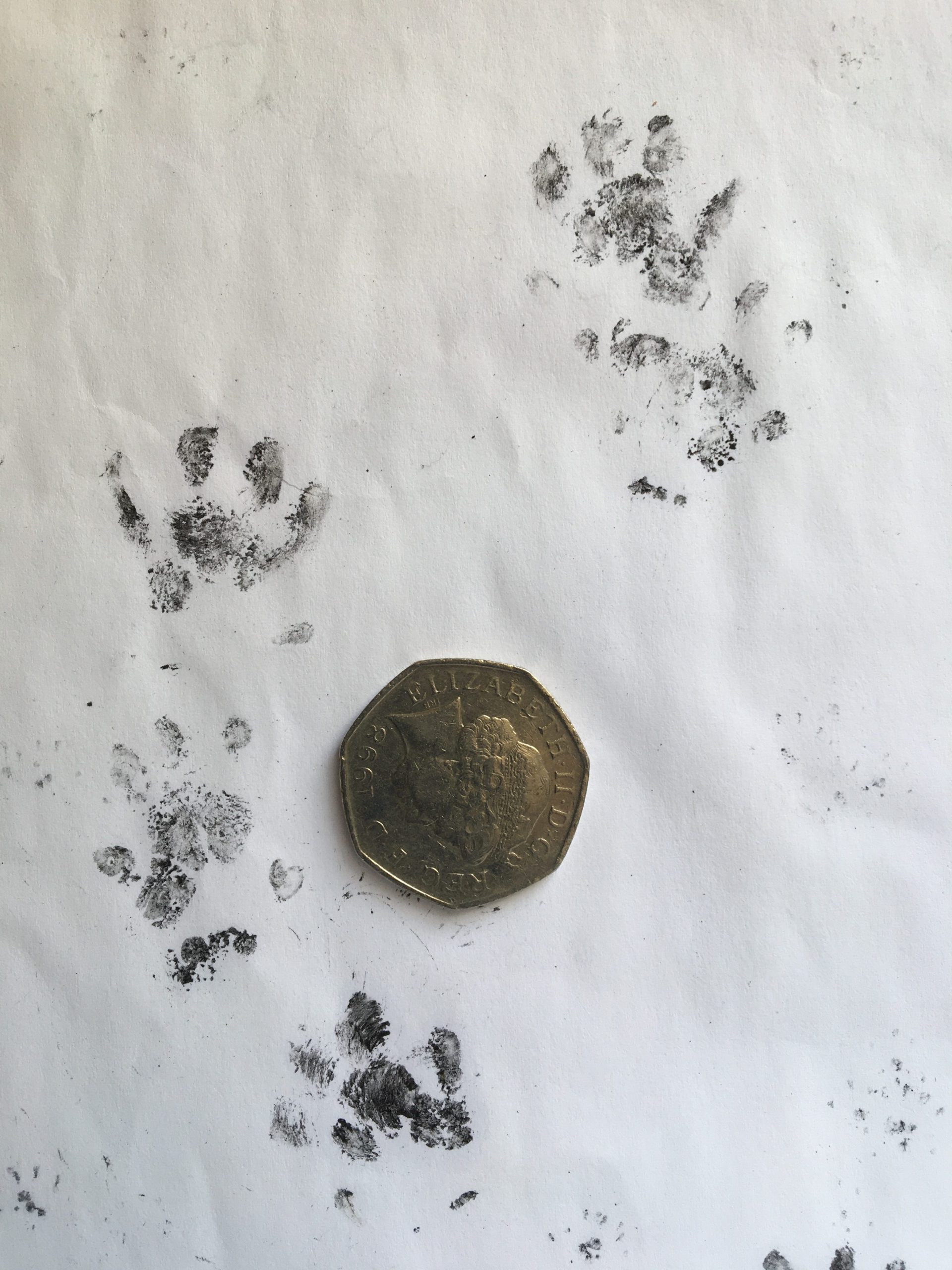 Tunnels and tracking - Cowbar Nature